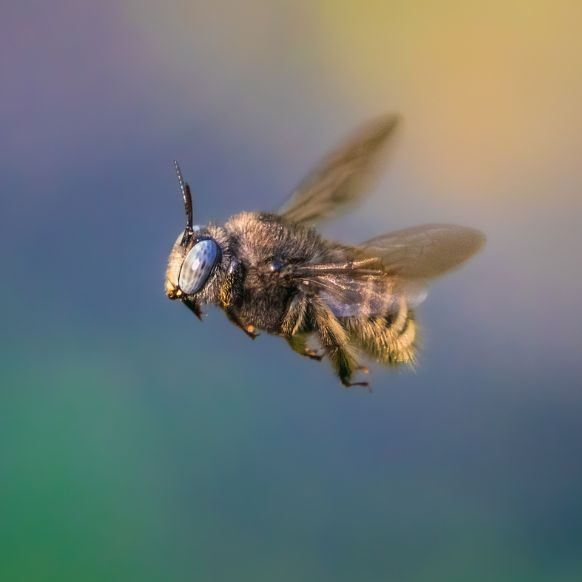 Um mundo pequeno: dicas para fotografar insetos em voo