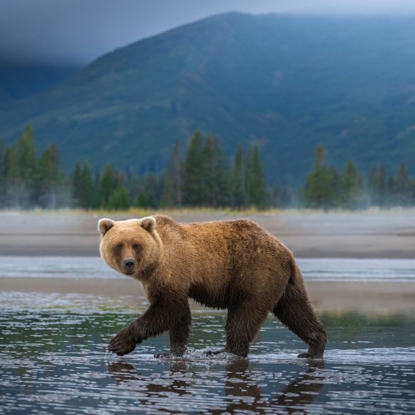 Alpha Universe | Notas