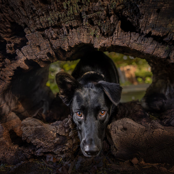 Alpha Universe | Notas