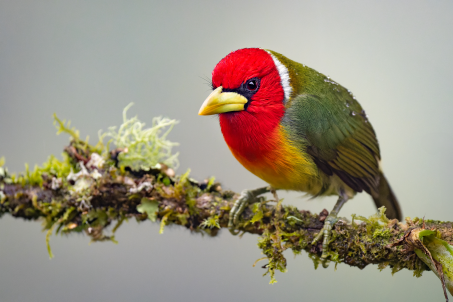 Alpha Universe | Alexander Montero