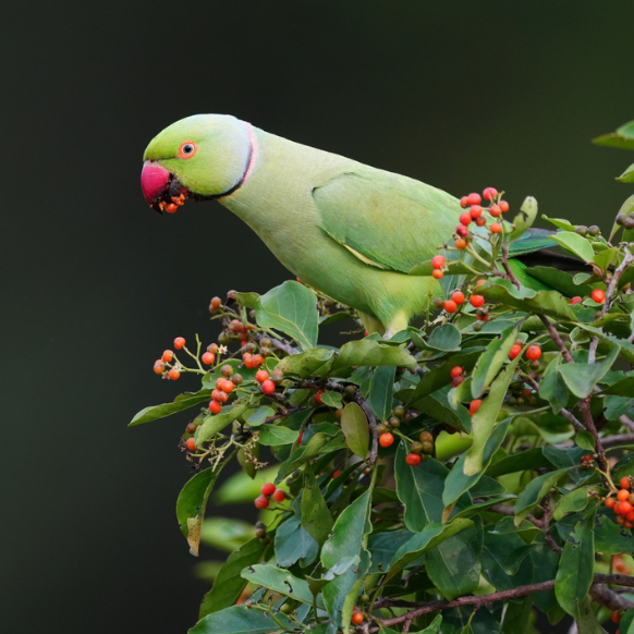 Alpha Universe | Eventos